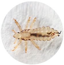 What Are Lice? | Nix® Lice Treatment